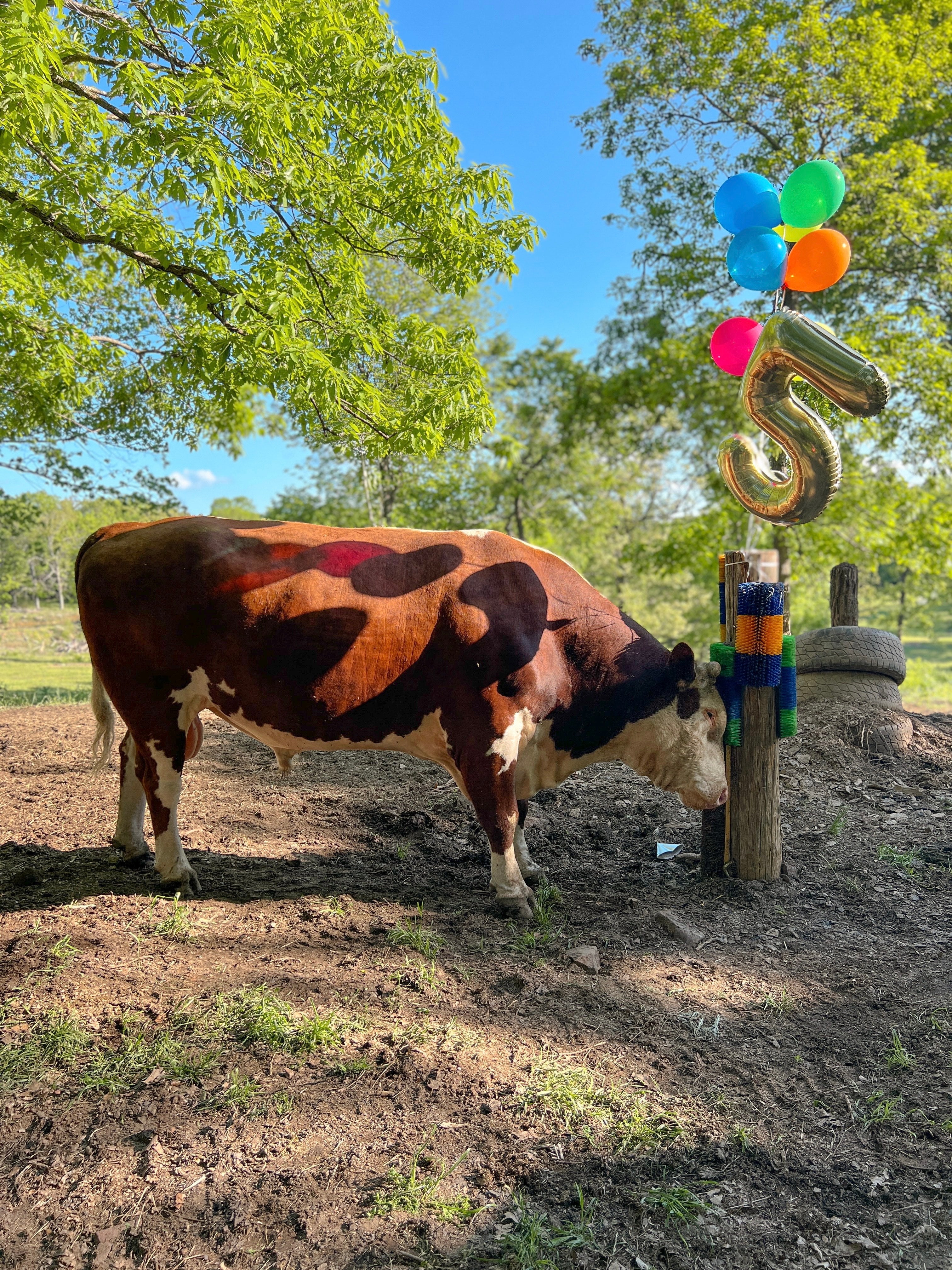 Rufus the Bull – Loughridge Ranch