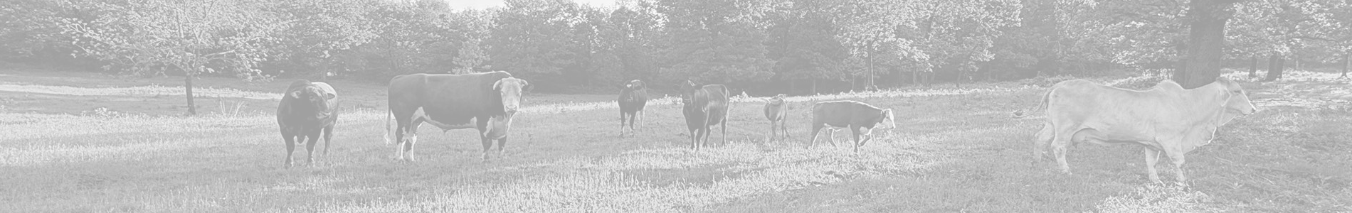 Rufus the Bull – Loughridge Ranch